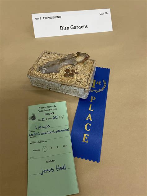 1127 Best R Lithops Images On Pholder I Was Starting To Wonder If Itd Ever Split Then It