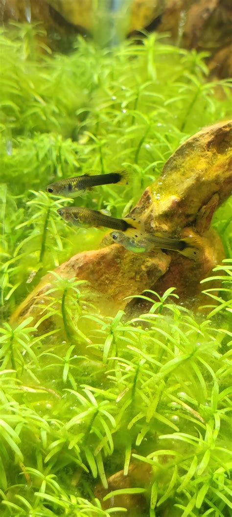 What Do You Think About My Tigersnakehead Babies Breed Into Next Gen