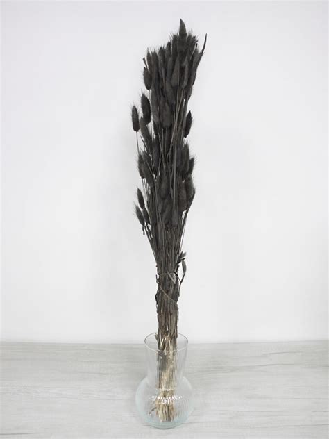 Лагурус сірий купити в Україні за низькою ціною • Dfb Elements