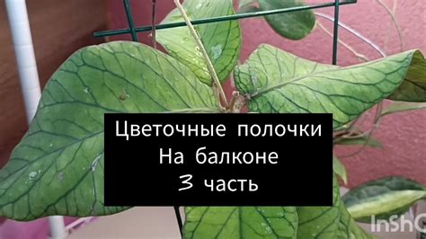 цветочные полочки на балконе 3 часть - YouTube