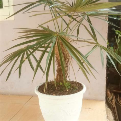 Jual Bibit Tanaman Hias Palem Jenggot Shopee Indonesia