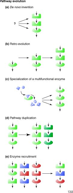 Metabolites A Helping Hand For Pathway Evolution Trends In