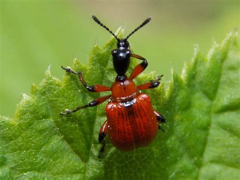 Weevils British Nature Guide