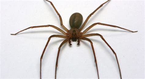 Resiste A Picadura De “araña Violinista”