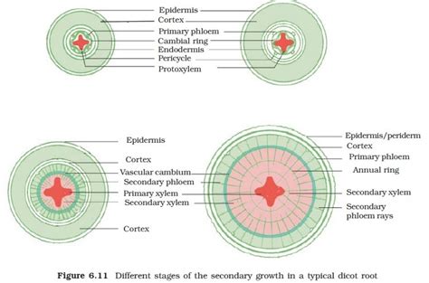 Explain Secondary Growth In Dicot Root With A Diagram