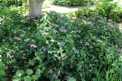Hydrangea Serrata ‘blue Billow South Riding Nurseries Llc