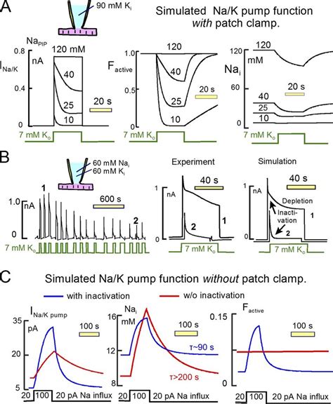 Na K Pump Process At Logan Storkey Blog