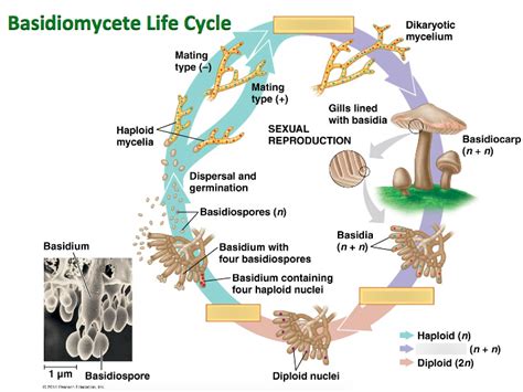 Bio 1b Lab Practical Diagram Quizlet