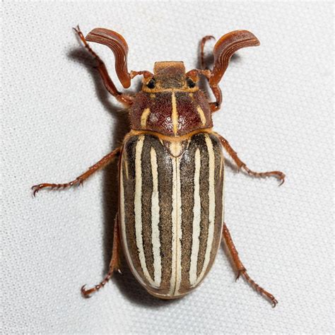 Ask A Master Gardener June Bugs Home And Garden