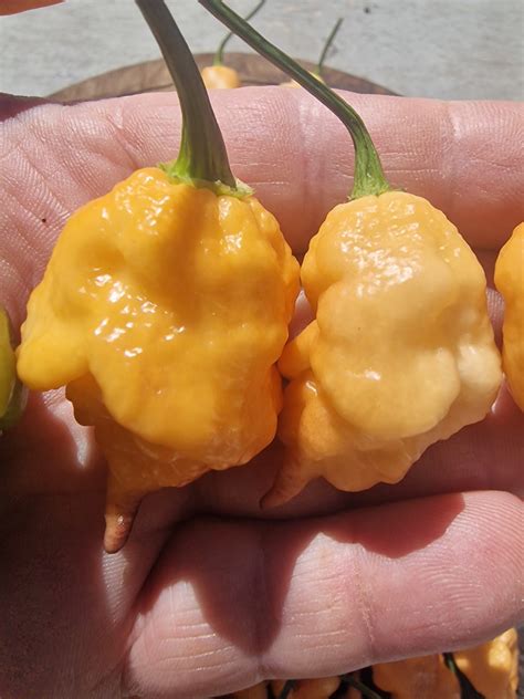 Ganzo Peach Chilli Seeds Ganzo Peach Pepper Seeds Red Dragon Seeds