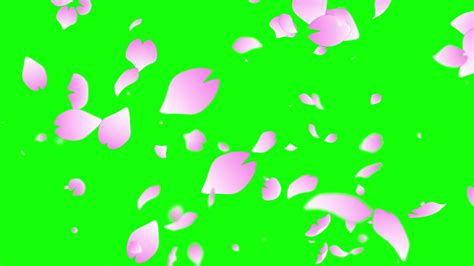 Sakura Leaf Particle 29890500 Stock Video At Vecteezy