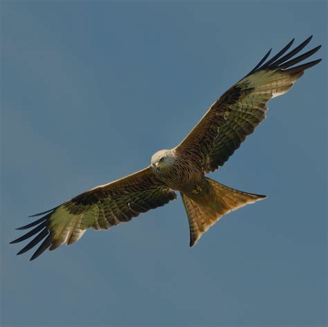Expanding The Horizons Of Species Distribution Modeling Integrating