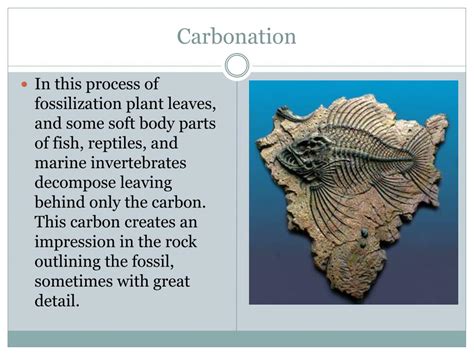 Ppt Fossils Powerpoint Presentation Free Download Id2003812