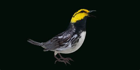 Golden Cheeked Warbler Songbird 3d Model By Nyilonelycompany