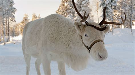 Los renos un animal símbolo de Navidad Hogarmania