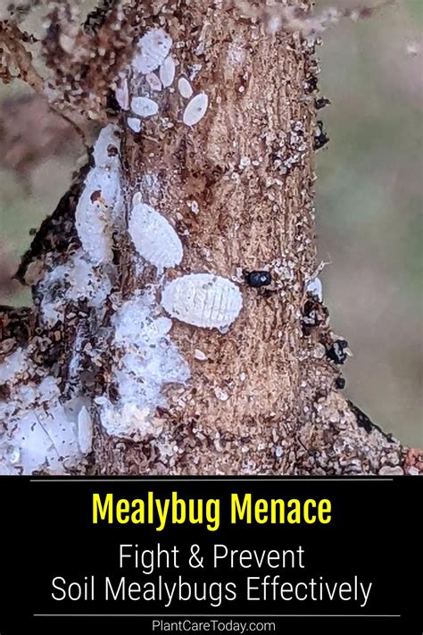 How To Get Rid Of Mealybugs On Houseplants Artofit