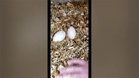 Our First Toulouse Goose Eggs Of The Season Youtube