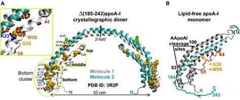 Locations Of The Aapoai Mutations In The Structure Of Free Apoa I A Download Scientific