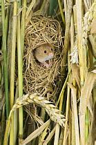 Nature Picture Library Harvest Mice