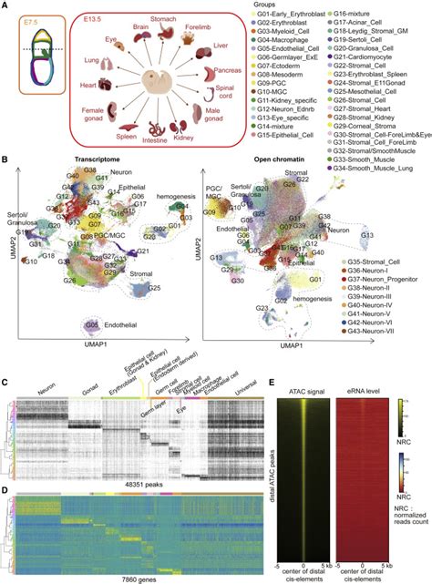 Single Cell Chromatin Accessibility And Transcriptome Atlas Of Mouse
