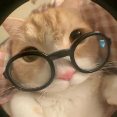 25 NERD CATS Ideas Cats Silly Cats Cat Pics