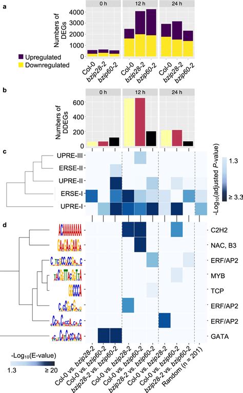 Temporal Differential Gene Regulation In A Genotype Dependent Manner