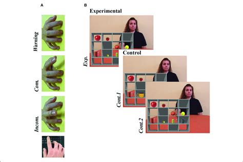 Examples Of Experimental Stimuli For A The Stimulus Response