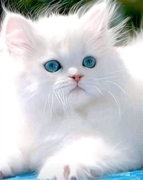 White Cat With Blue Eyes