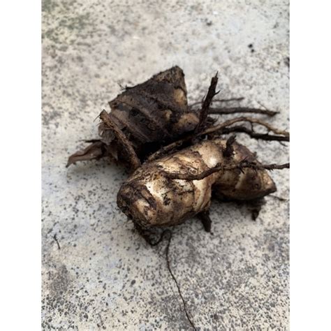 Rizom Ubi Ganyong Akar Ubi Ganyong 1 Ubi Shopee Malaysia