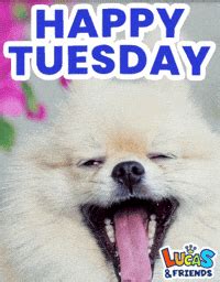 100 Hilarious Happy Funny Tuesday S Of The Week Funzumo