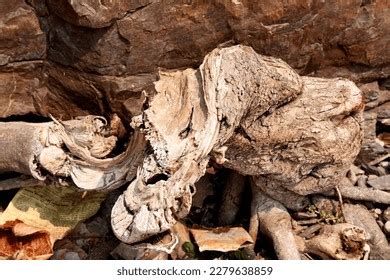 Naked Root Old Tree Rock Selective Stock Photo Shutterstock