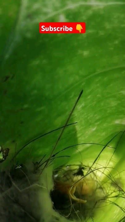 😲 මෙහෙම කුරුලු කූඩුවක් දැකලා තියෙනවද මීට කලින් 😲 Youtube