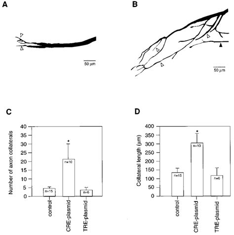 Sequestration Of Cre Binding Proteins Causes Increased Number And Download Scientific Diagram