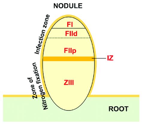 Schematic Representation Of Mature Root Nodule With Indication Of The Download Scientific