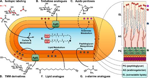 Overview Of Metabolite Based Chemical Probes Used In Mtb Previous
