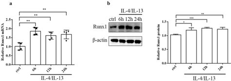 Runx1 Expression Level Was Increased In Il 4 Il 13 Stimulated Download Scientific Diagram