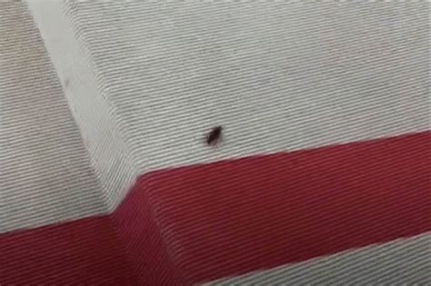 A Cockroach Crashed The Met Gala Red Carpet Entrepreneur A Cockroach Crashed The Met Gala Red Carpet Entrepreneur