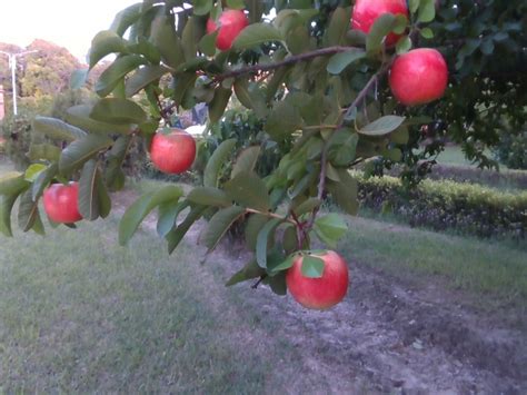 Apple Segmentation Instance Segmentation Dataset And Pre Trained Model