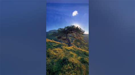 Transforming Nature Editing A Stunning Forest Scene In Davinchi