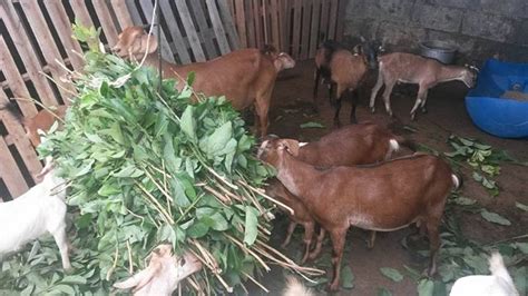 Cabri Ti Bouc Aster Vender Goats