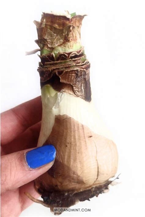 Waxed Amaryllis Bulbs What To Do After It Blooms