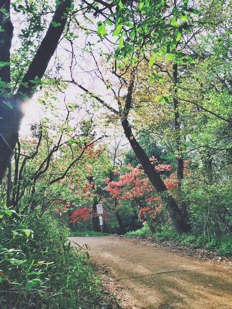 Premium Photo Road In Trees