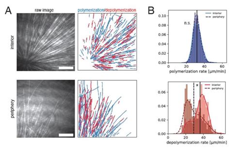 Intensity Difference Based Measurement Of Polymerization And Download Scientific Diagram
