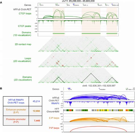 chia pipe processes ccds and annotates e p loops a chia pipe