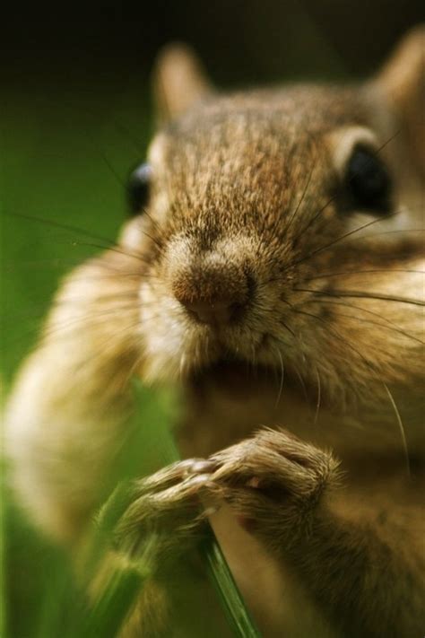 Wallpaper Squirrel In The Grass 1680x1050 Picture Image