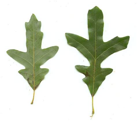Black Oak Leaf Identification
