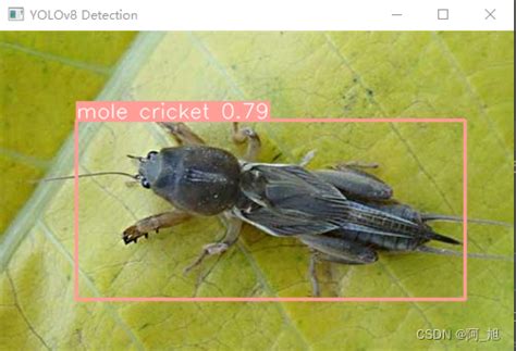 基于yolov8深度学习的智能玉米害虫检测识别系统【python源码pyqt5界面数据集训练代码】目标检测、深度学习实战害虫目标检测 Csdn博客