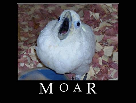 I Need Moar Ranimefunny