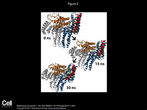 Vinculin Activation Is Necessary For Complete Talin Binding Ppt Download