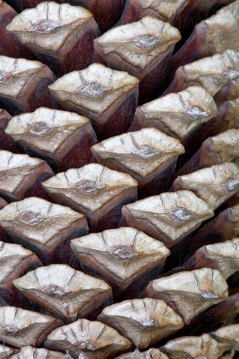Close Up Showing Pattern Of A Pine Cone By Stocksy Contributor David Smart Stocksy Close Up Showing Pattern Of A Pine Cone By Stocksy Contributor David Smart Stocksy